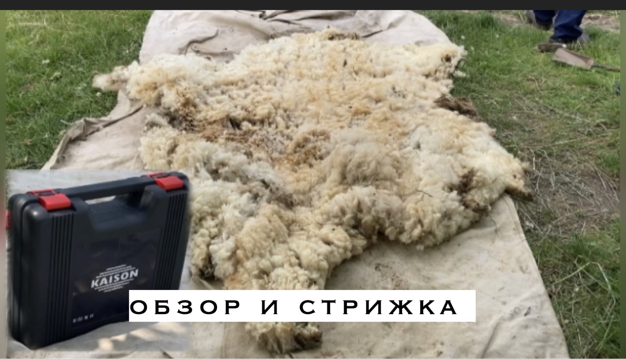 Стрижка овец машинкой/ Обзор KAISON 500 /Наш первый опыт/Даже дети не признали /ИЗ АРХИВА/