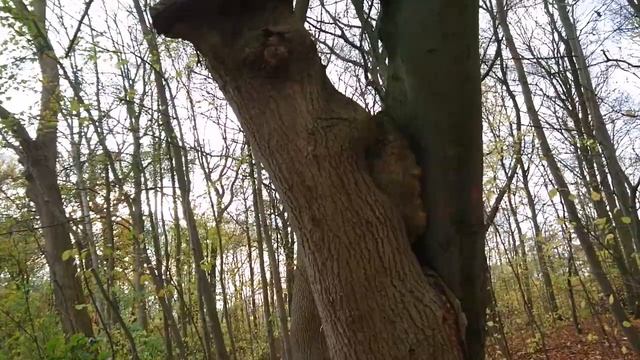 Дуэт дуба и бука в лесу Хавребалле (Havreballe), г. Орхус, Дания. 15 нояб. 2020