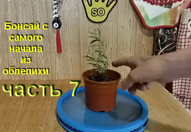 7.Формировка Бонсай из Облепихи с черенка часть 7.