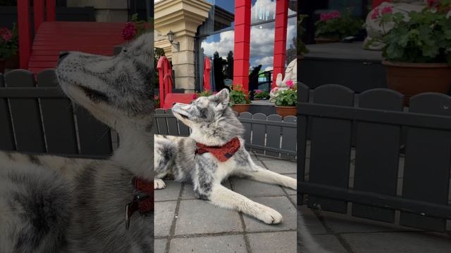 Частичка Японии с японской акитой