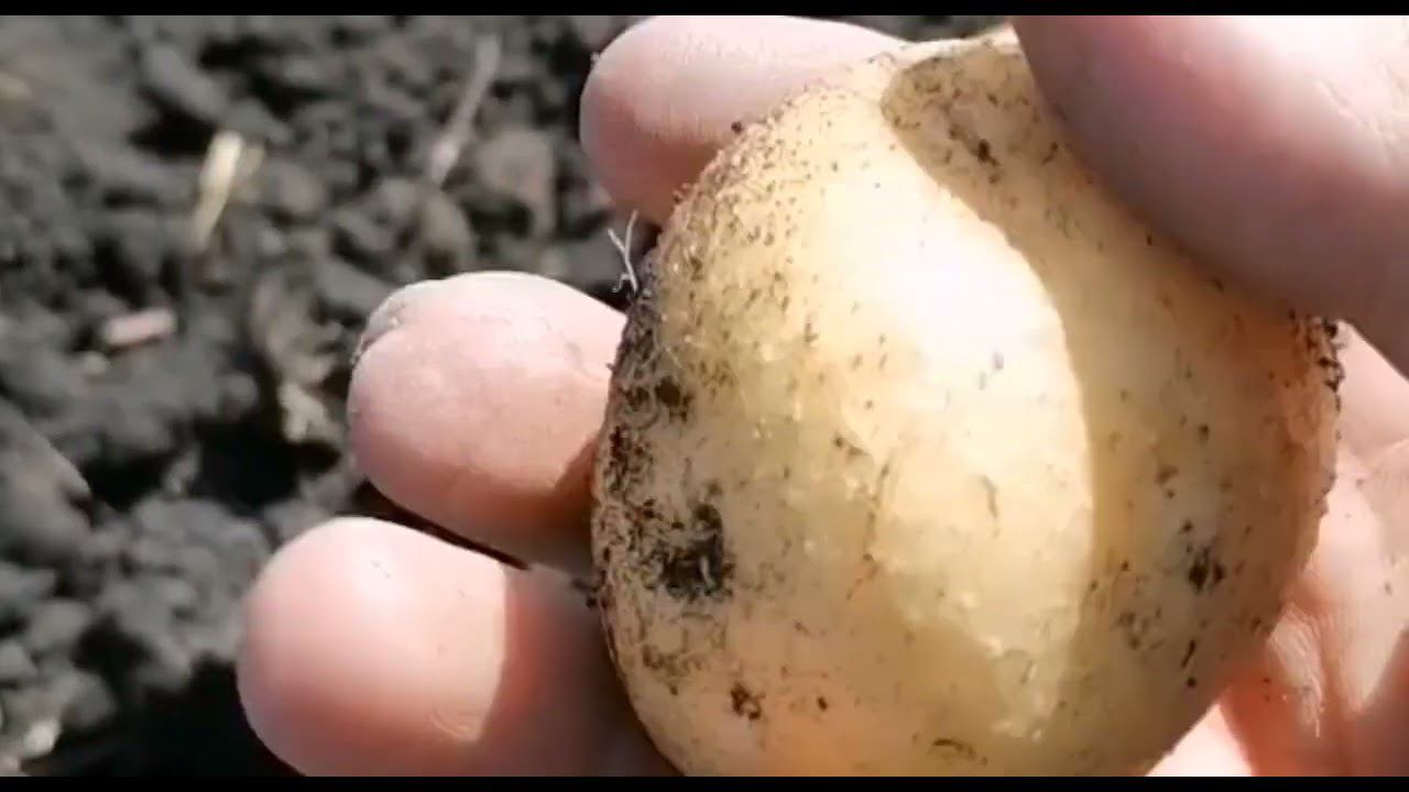 Есть ли польза от сидератов. Выкопали картофель. Провел эксперимент,