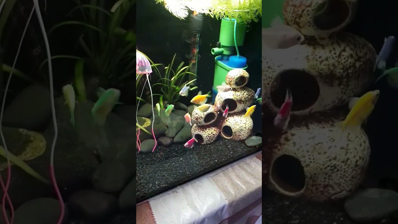 аквариум, рыбки, релакс