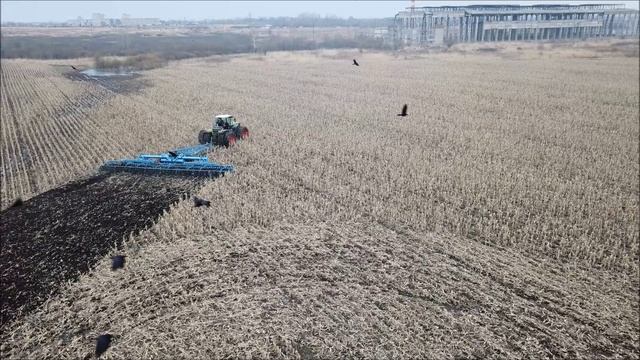 Трактор дискует кукурузу вместе с початками!