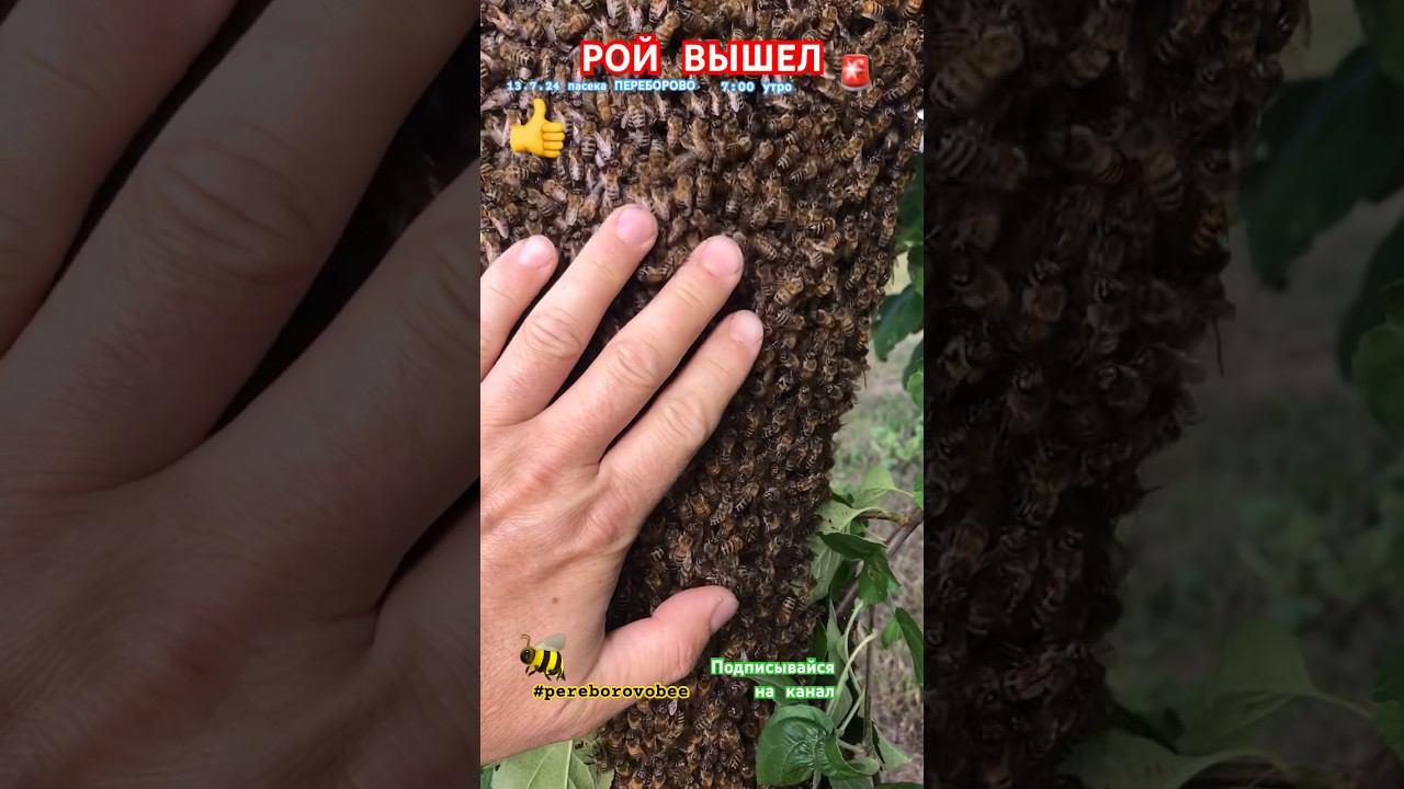 Рой вышел! ПАСЕКА! #pereborovobee #пасека #пчеловодство #beekeeping #матковод #bee #рой #улей #А4