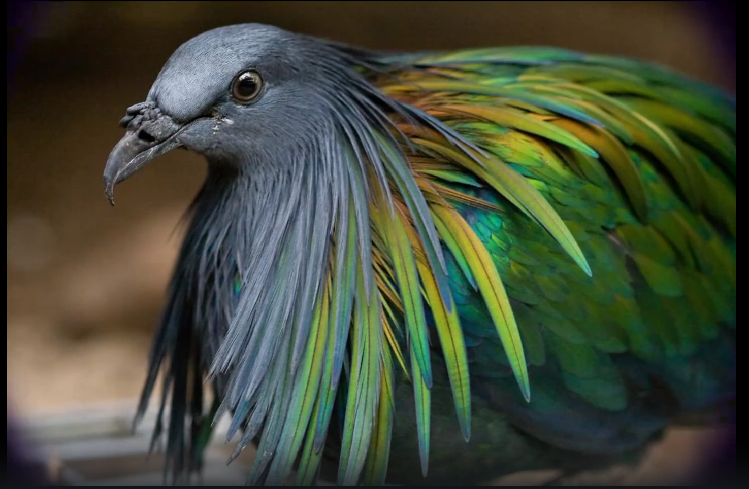 Гривистые голуби #Голуби #красивые #интересные факты