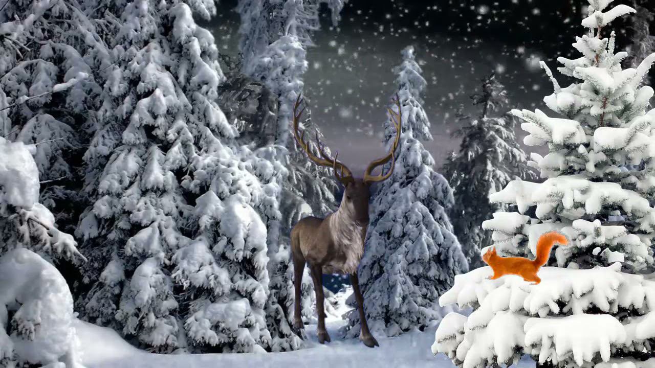 Футаж Встреча в лесу Белка