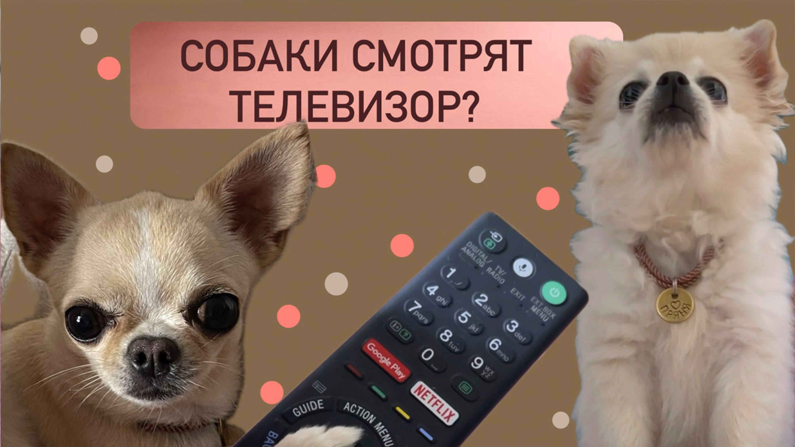 Собаки смотрят телевизор?