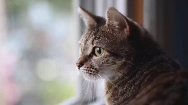 Кот и тайные методы дрессировки