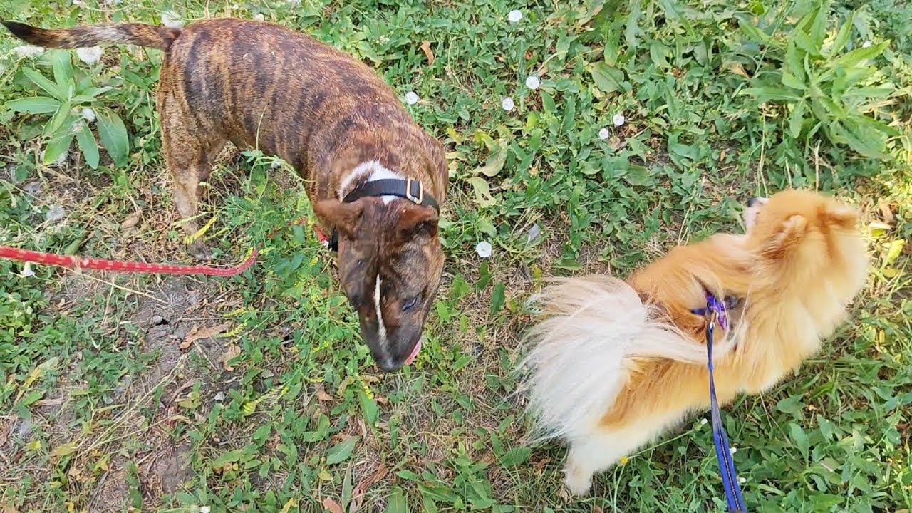 Когда советы "знающих" заводчиков не доводят до добра. У Юмми явные проблемы. А Фокс за натуралку!