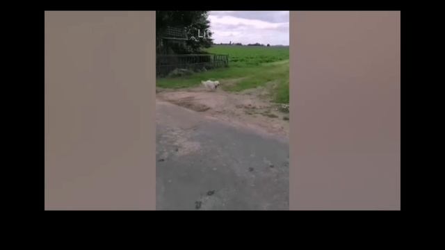 Смешные видео с котами и собаками