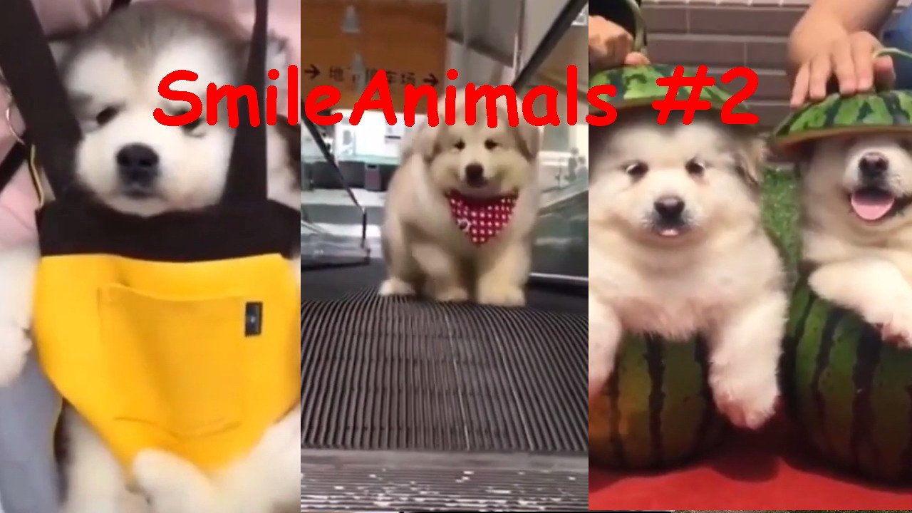 Аляскинский Маламут, Красивые и Милые Ролики и Приколы с Щенками Этой Породы Собак, Самые Милые Псы