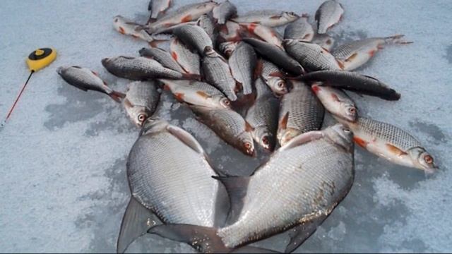 советы как поймать плотву