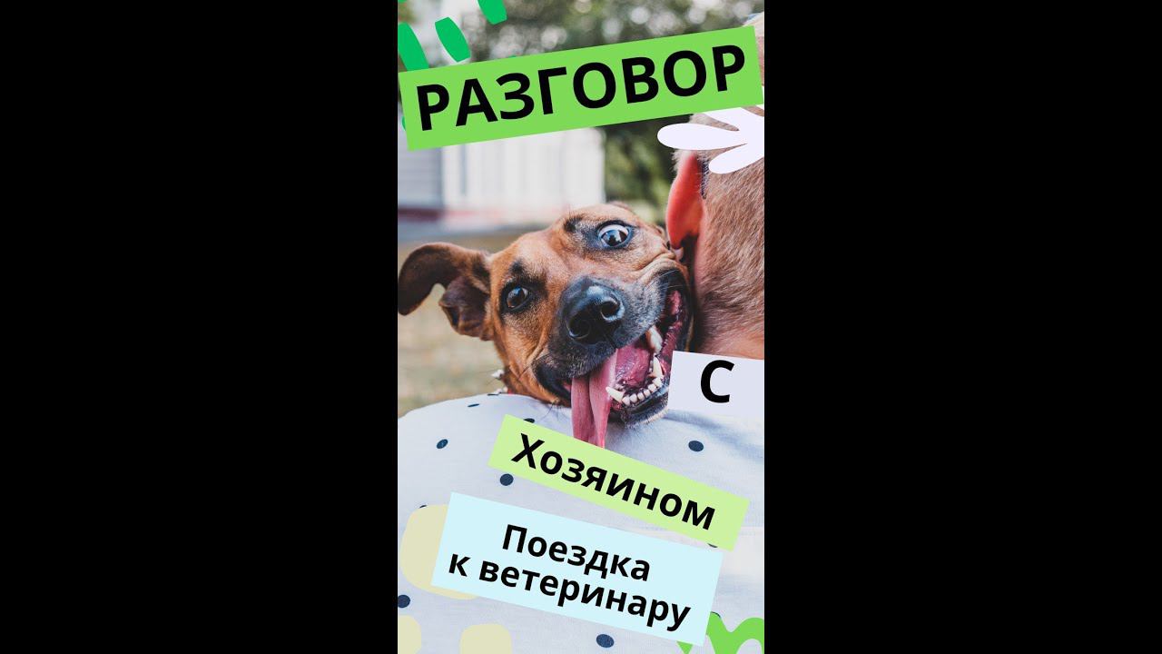 Как сделать поход к ветеринару легким? #шортс #собакиулыбаки