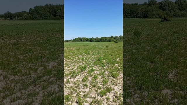 Матросово. Участки ИЖС