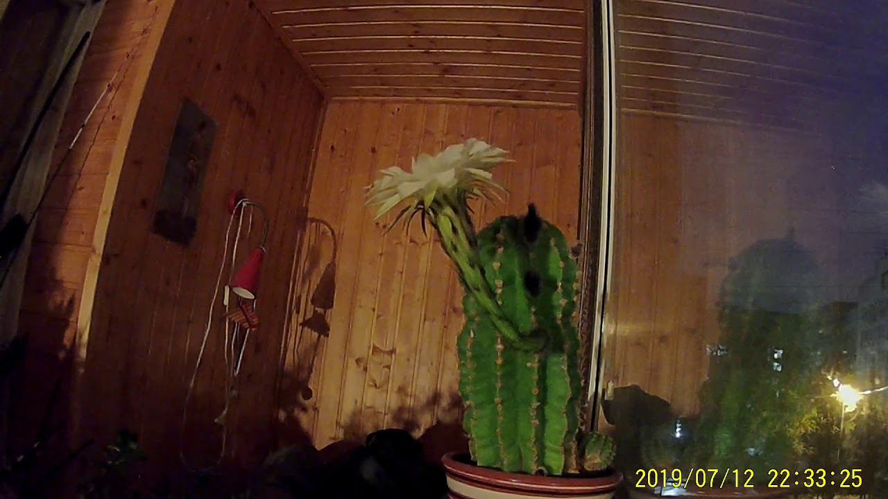 Цвет кактуса за 12 часов.