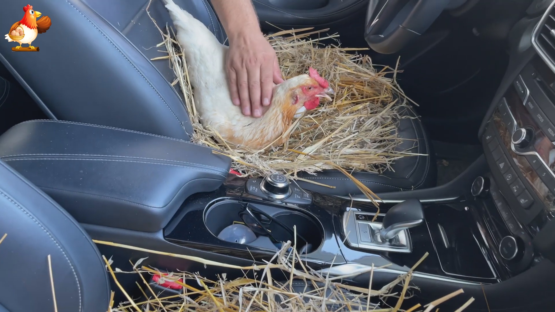 Гнезда курам в салоне авто понравились несушкам ??????