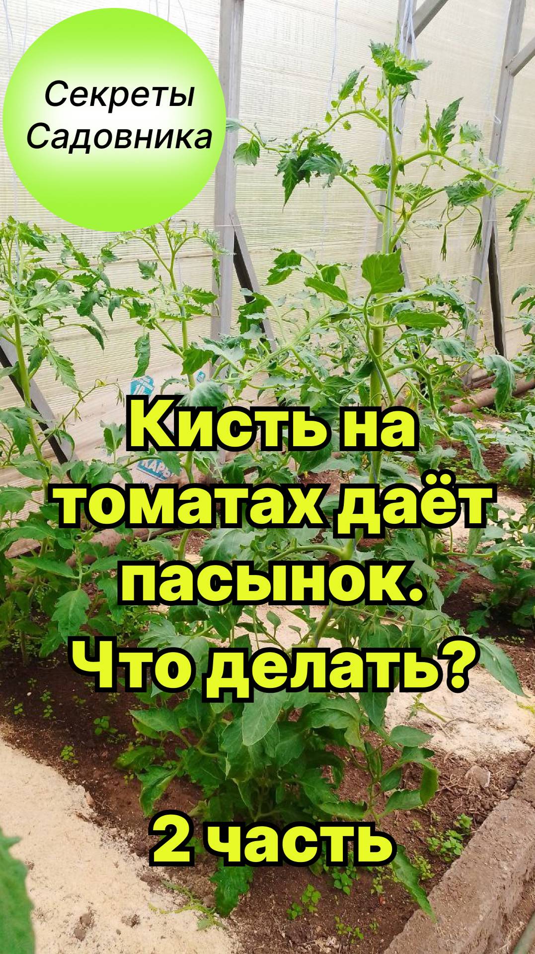 Кисть на томатах дает пасынок. Что делать. Часть 2