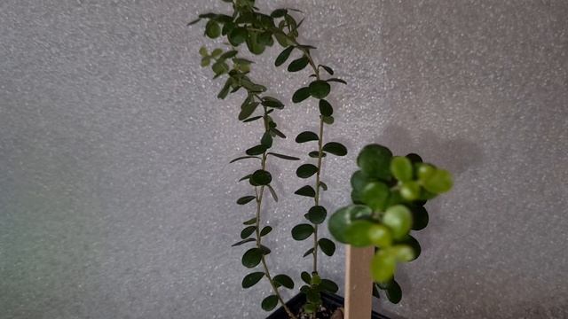 Мирсина (Африканский Мирт)