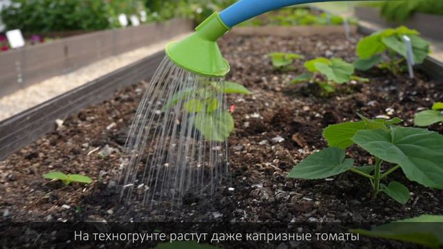 Выращенные на техногрунте растения соответствуют нормативам Таможенного Союза