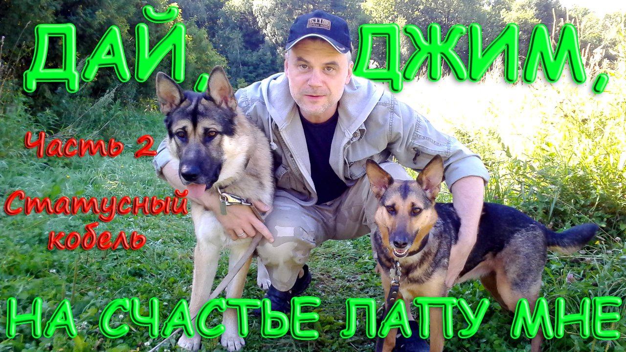 Дай, Джим, на счастье лапу мне. Часть2: Статусный кобель / Мои собаки / Кинология / Зоопсихология