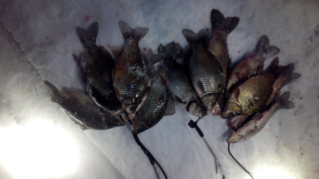 Подводная Охота 2016 "Зимний выход карася, много густеры" "Winter exit carp, plenty of bream"