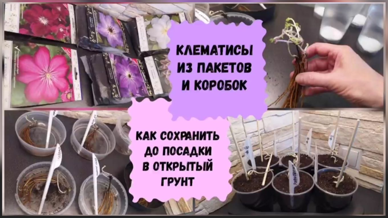 Клематисы из пакетов и коробок.Как сохранить до посадки в открытый грунт.