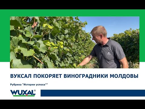 Выращивание Винограда/Вуксал покоряет виноградники Молдовы