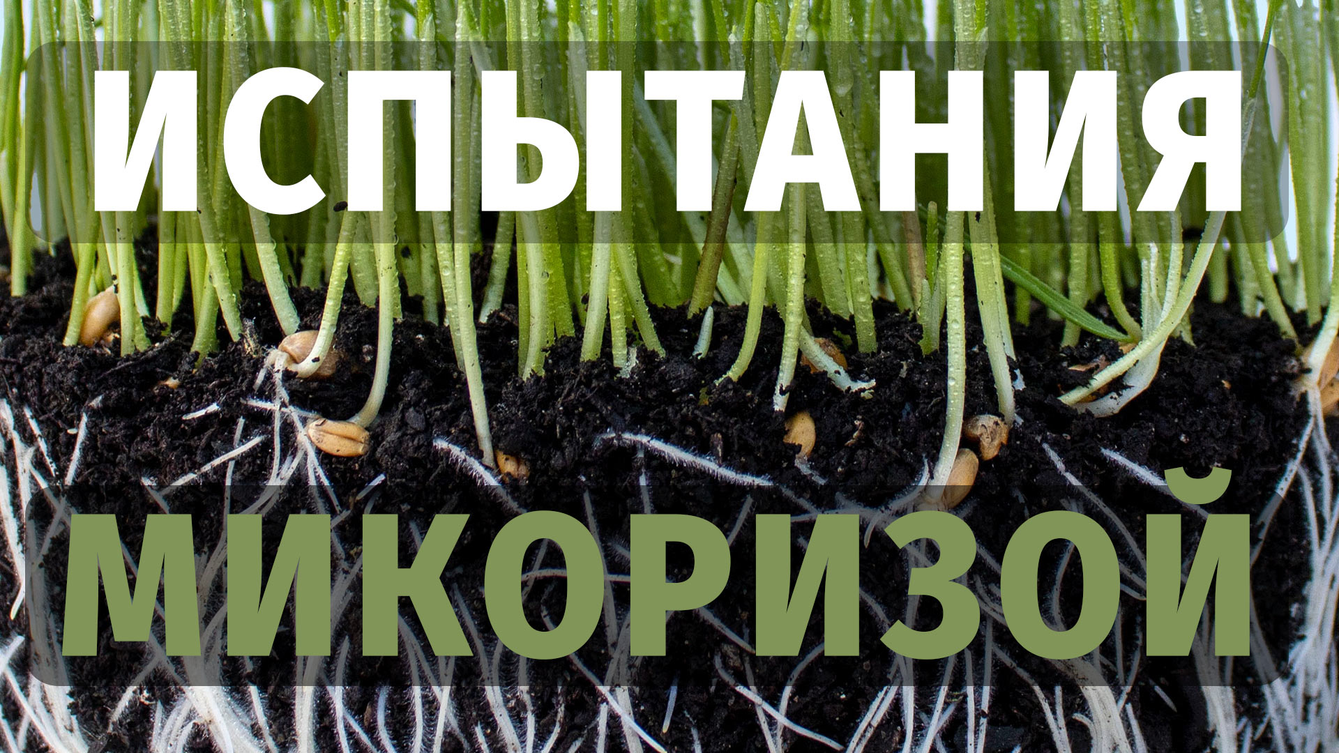 Срочная новость Первые испытания обновленной Кормилицы Микоризы уже начались!