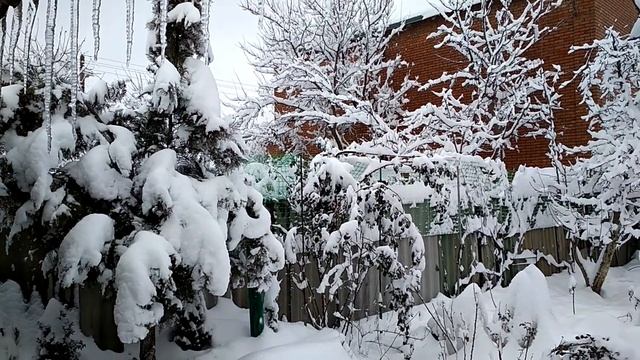 Снегопад, туя может сломаться