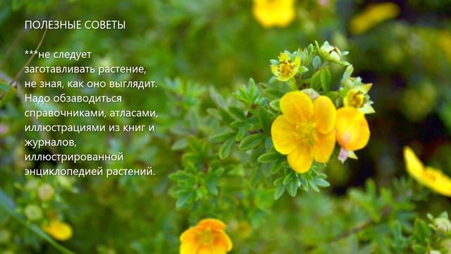 СБОР № 57. НАСТОЙ НА КЕРОСИНЕ ДЛЯ КОМПРЕССОВ ПРИ РЕВМАТИЗМЕ И РЕВМАТОИДНОМ ПОЛИАРТРИТЕ.