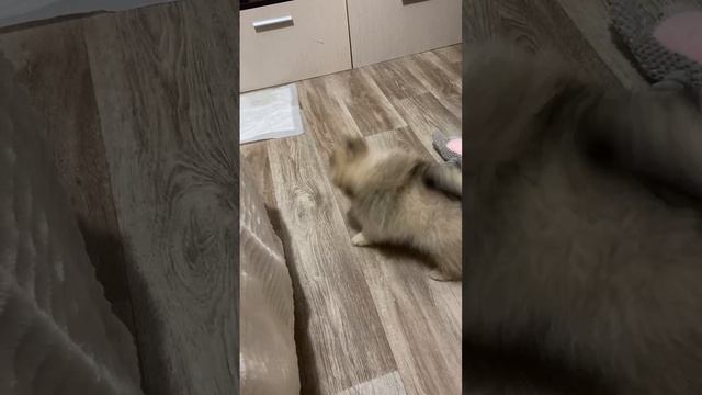 Собака улыбака Микки прыгает