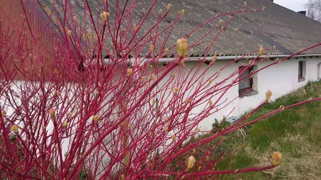 Церковь Алрё (Alrø kirke), Дания. 13 апр. 2022