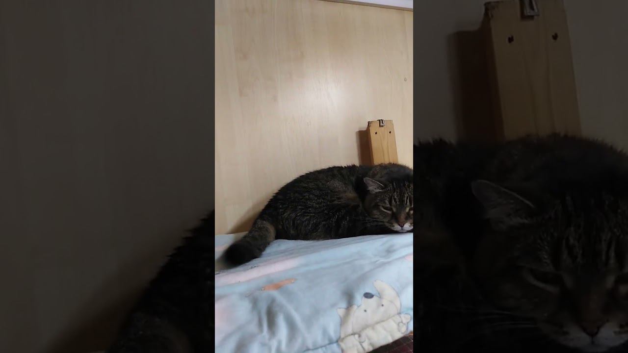 Дурной хвост коту покоя не дает!