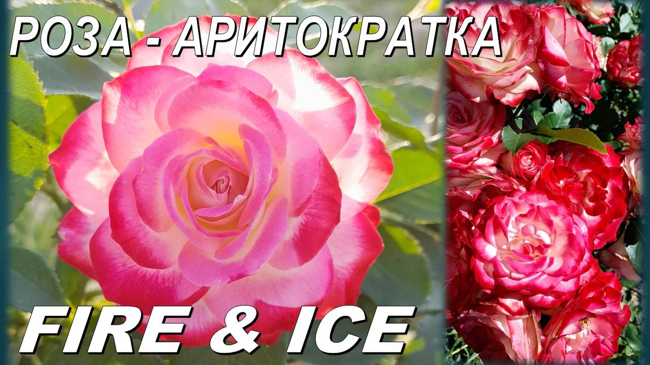 РОЗА-АРИСТОКРАТКА. ЮБИЛЕЙ ПРИНЦА МОНАКО