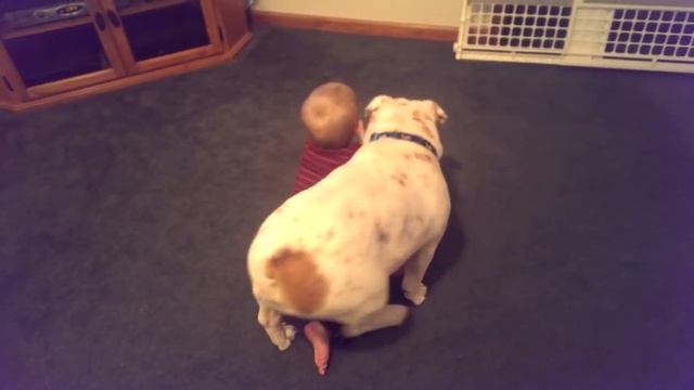 Малыши Обожают Бульдогов!!  Самая симпатичная подборка Детей и домашних животных)