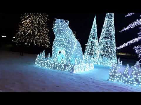 Белые медведи в парке "Акведук" (08.12.2023 г.)