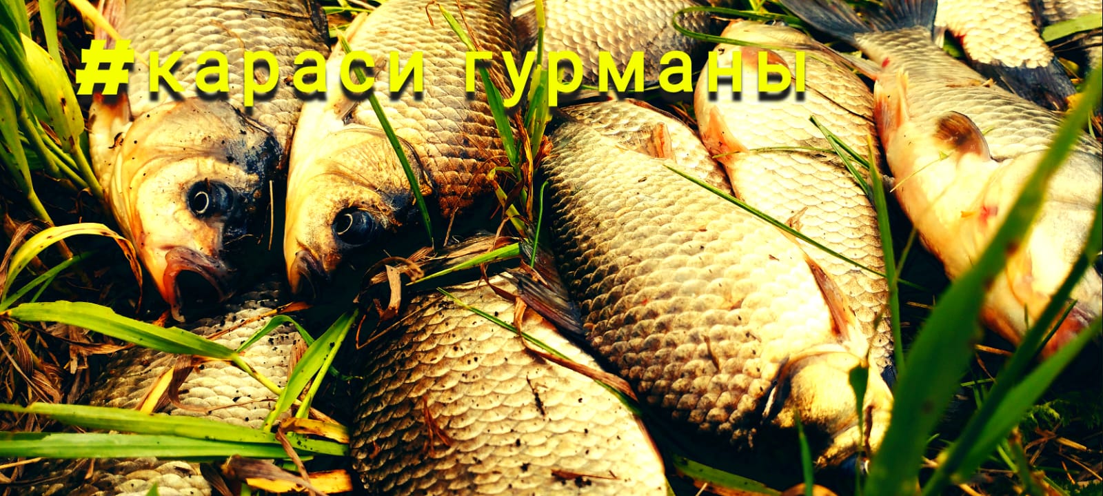 РЫБАЛКА НА КАРАСЯ В ИЮНЕ! Наловил РЫБЫ на ФИДЕРНОЕ и ПОПЛАВОЧНОЕ УДИЛИЩЕ!