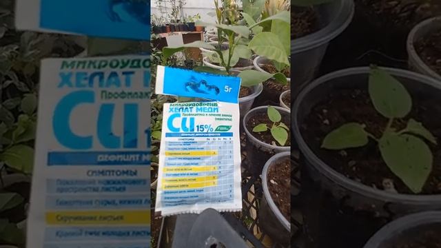 Обработайте этим препаратом от хлороза растений.