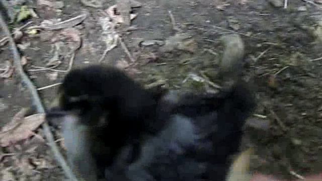 Сколько кузнечиков может проглотить цыплёнок в 17 дней