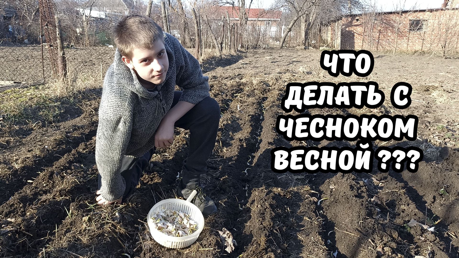 Что делать с чесноком весной?