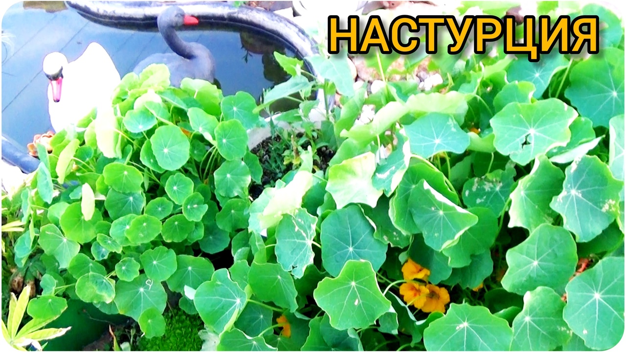 НАСТУРЦИЯ.  Посадка и уход. Неприхотливые цветы для сада. Цветник без хлопот.
