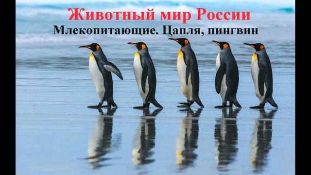 Млекопитающие. Цапля, пингвин