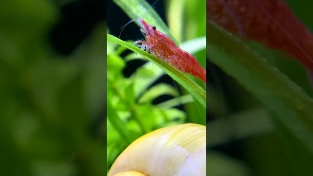 Аквариумные креветки видео