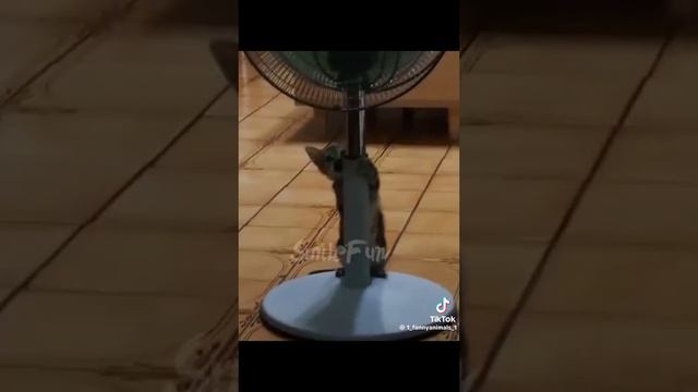 приколы с животными 😂😂