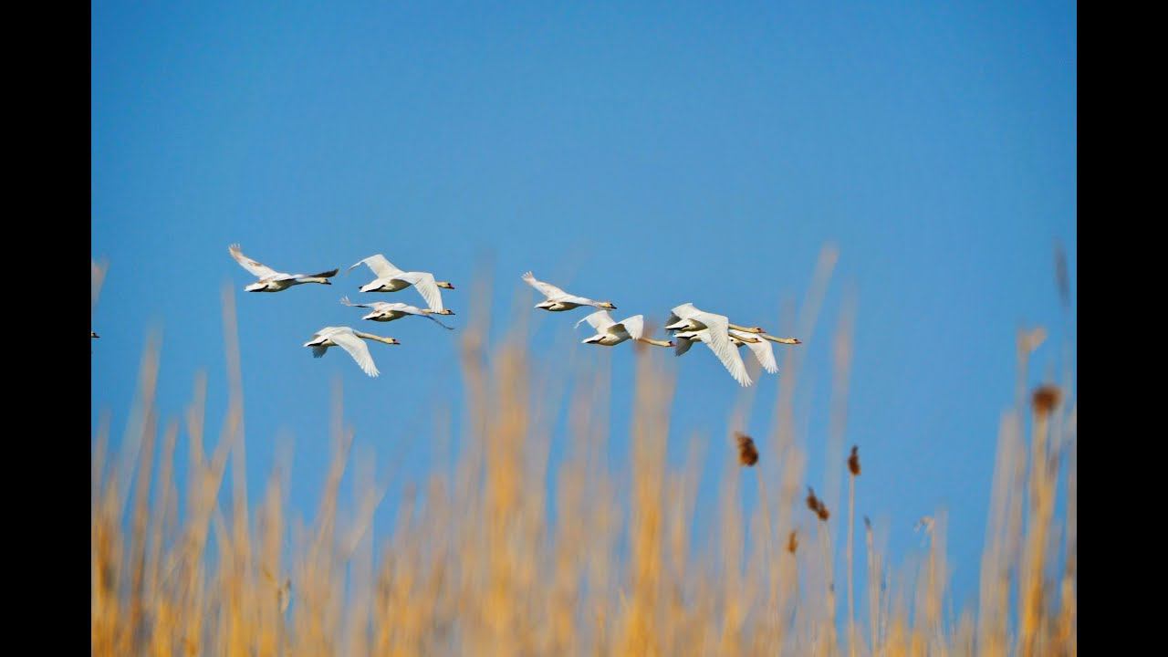 Жизнь степного озера