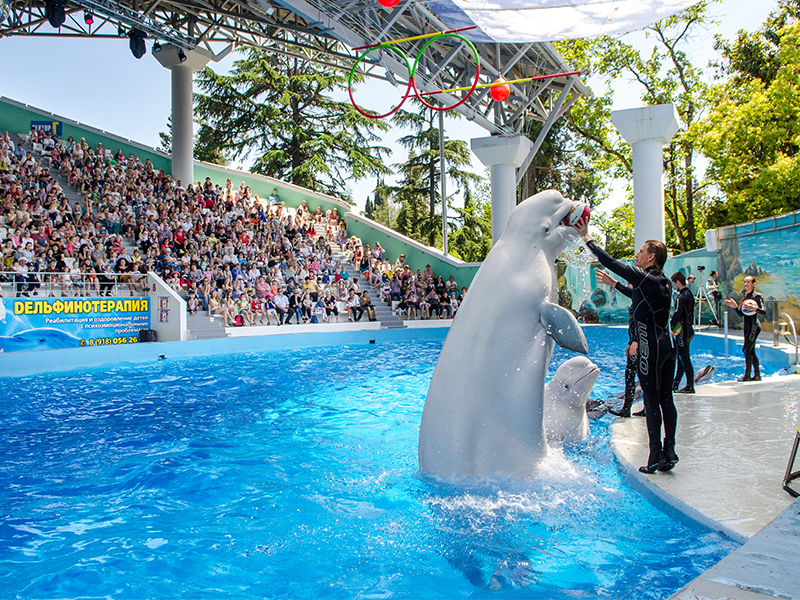 GrekovTV - #Шоу #дельфинов в #Сочи #дельфины #киты #морские котики #бассейн #океанариум