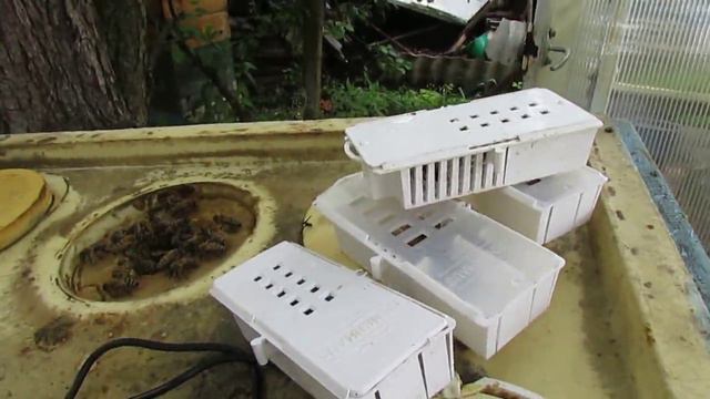 увидел маточники в семье пчел , лучше сделать искусственный рой, а не срывать маточники - часть 4