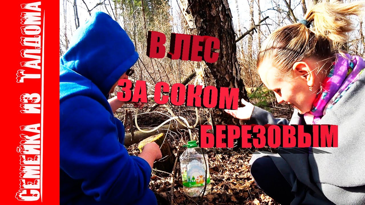 В ЛЕС ЗА БЕРЕЗОВЫМ СОКОМ.mp4