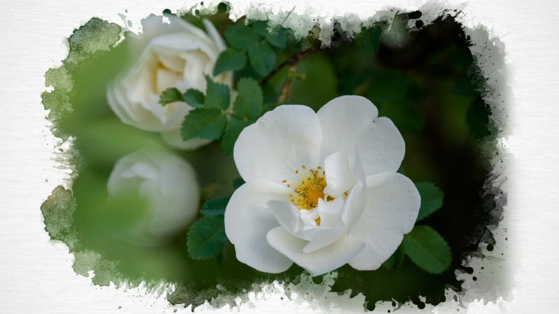 Музыка для души и релаксации. Музыка Сергея Чекалина.  "Ботанический сад"