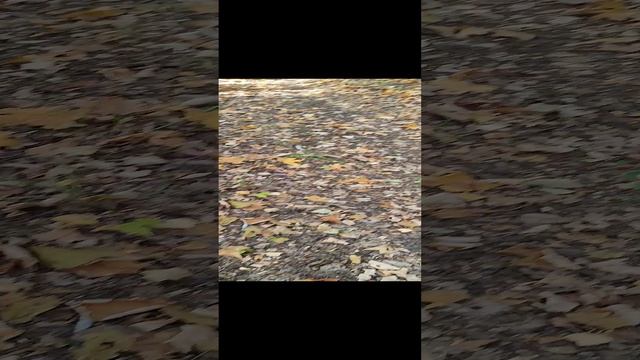 Вот так грибов соберёте больше!